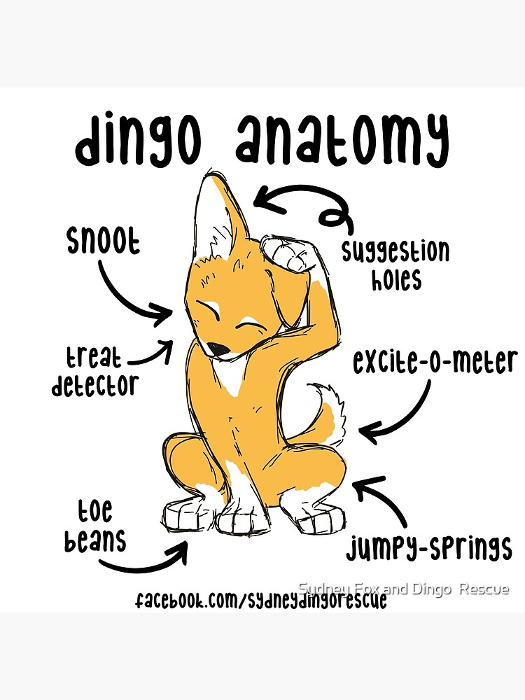 "Dingo Anatomy " Poster for Sale by Sydneyfoxrescue | Redbubble