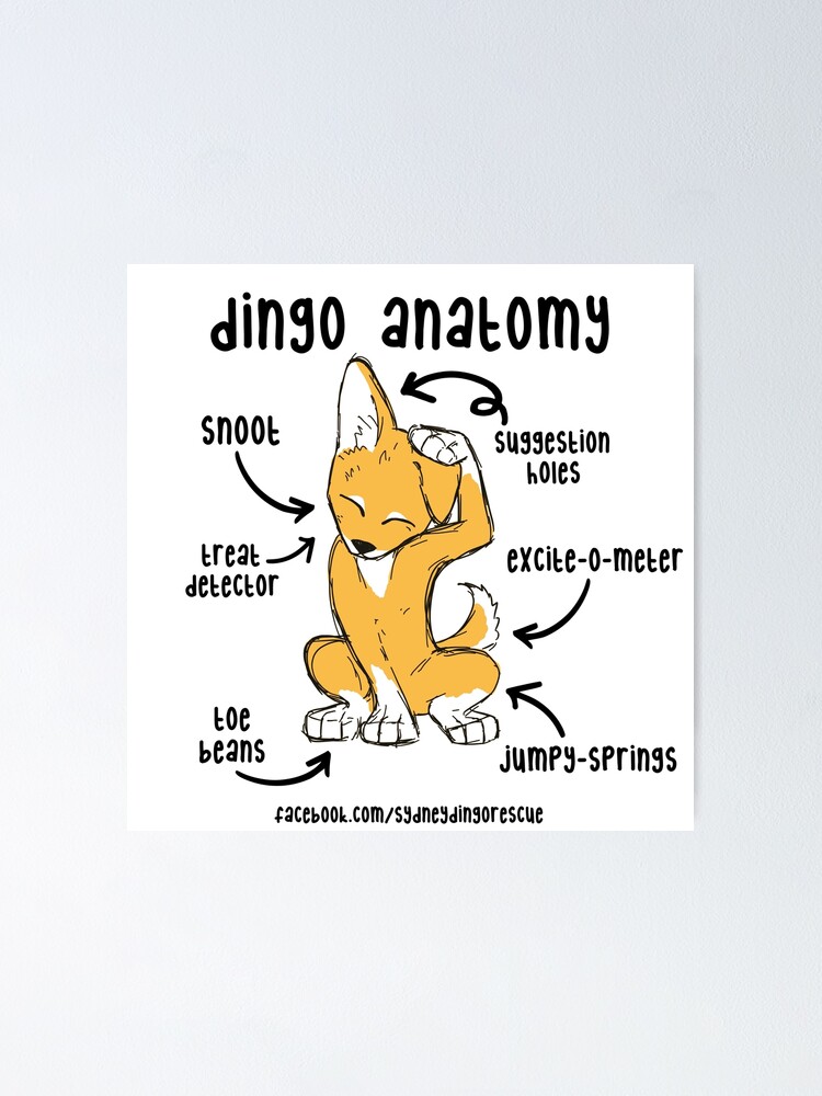 "Dingo Anatomy " Poster for Sale by Sydneyfoxrescue | Redbubble
