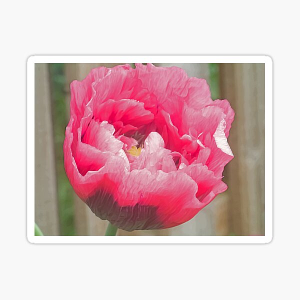 "Pink Poppy" Sticker for Sale by GingerMan2550 | Redbubble
