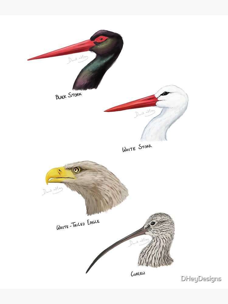 "Bring Back the Birds: Storks, Eagles, and Curlew" Poster by ...