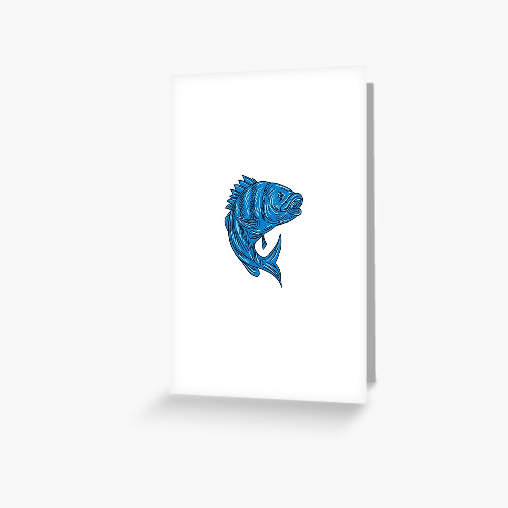 "Sheepshead Fish Drawing" Greeting Card for Sale by patrimonio | Redbubble