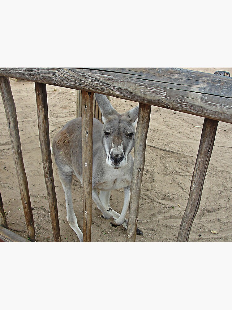 "Kangaroo Jail" Sticker for Sale by RandyDyer | Redbubble