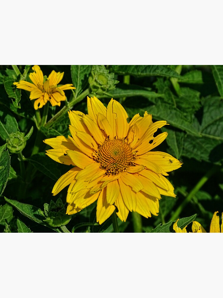 "Heliopsis, Eastern Sunflower Everlasting " Sticker for Sale by Lynney ...