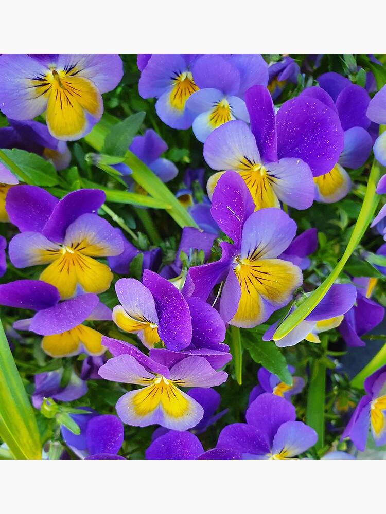 "Blooming Violets Purple and Yellow" Sticker for Sale by ckylin | Redbubble