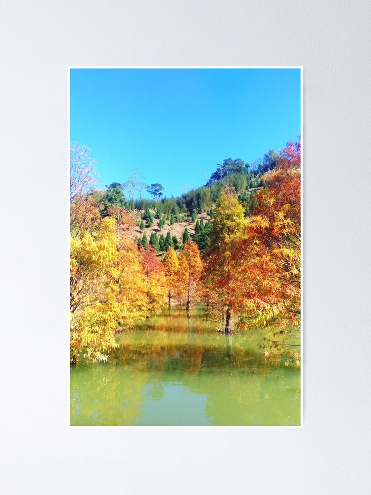 "Larix Pine Trees Scenery" Poster by lazyrootz | Redbubble