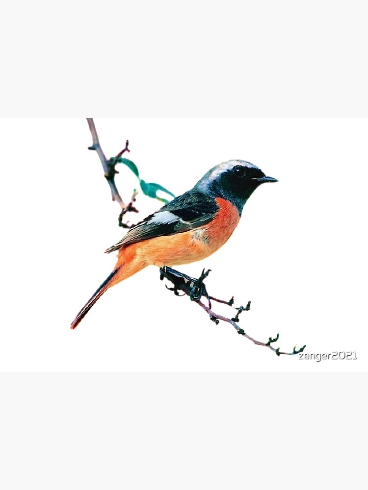 "Yellow-tailed Robin (Northern Red-tailed Robin) It is about 15cm in ...