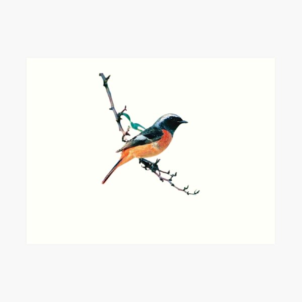 "Yellow-tailed Robin (Northern Red-tailed Robin) It is about 15cm in ...
