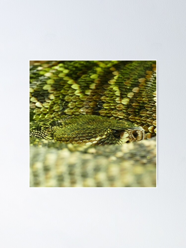 "snake print" Poster by Ishika-Creation | Redbubble