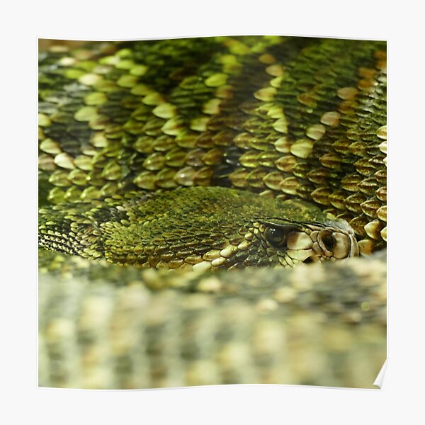 "snake print" Poster by Ishika-Creation | Redbubble