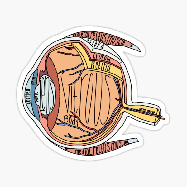 "Labeled Eye Anatomy" Sticker by KatherineWinner | Redbubble