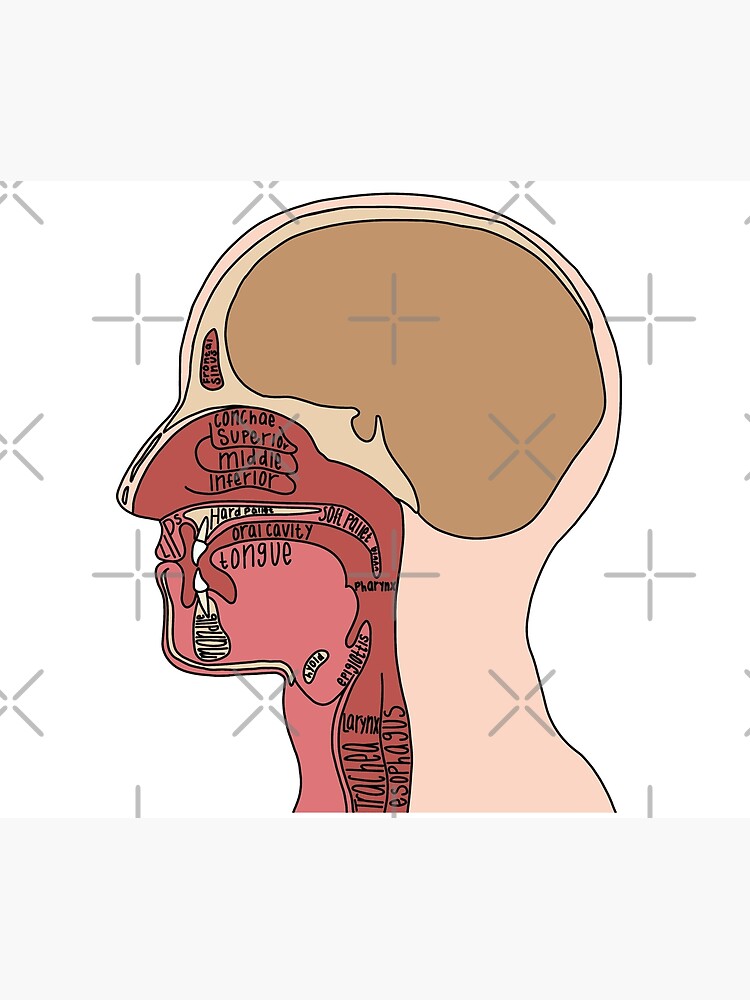 "Labeled Head Anatomy" Poster by KatherineWinner | Redbubble