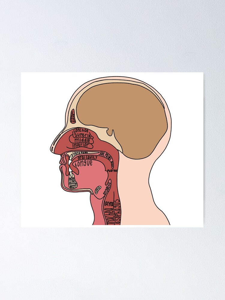 "Labeled Head Anatomy" Poster for Sale by Katherine Winner | Redbubble