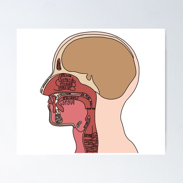 "Labeled Head Anatomy" Poster for Sale by Katherine Winner | Redbubble
