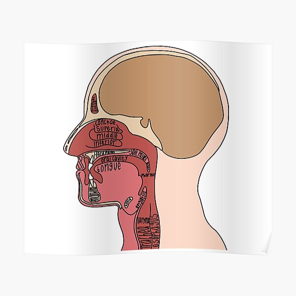 "Labeled Head Anatomy" Poster for Sale by KatherineWinner | Redbubble