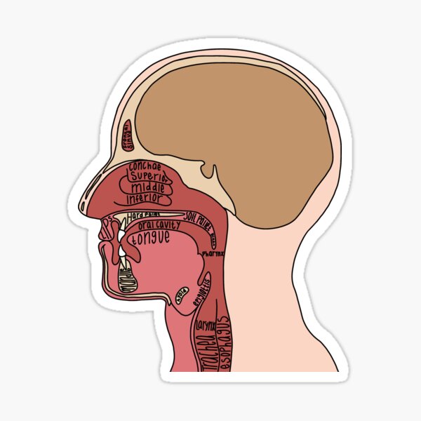 "Labeled Head Anatomy" Sticker by KatherineWinner | Redbubble