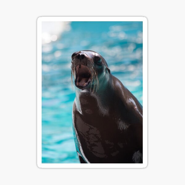 "Pinniped Friend" Sticker for Sale by Jacquelie | Redbubble