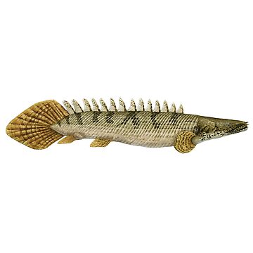 "Giant Bichir (Polypterus congicus)" Sticker by Dorian NOEL | Redbubble
