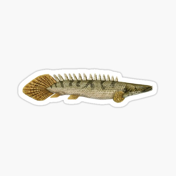 "Giant Bichir (Polypterus congicus)" Sticker for Sale by Dono23 | Redbubble