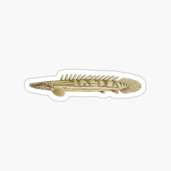 "Laprade’s Bichir (Polypterus bichir “Lapradei”)" Sticker for Sale by ...