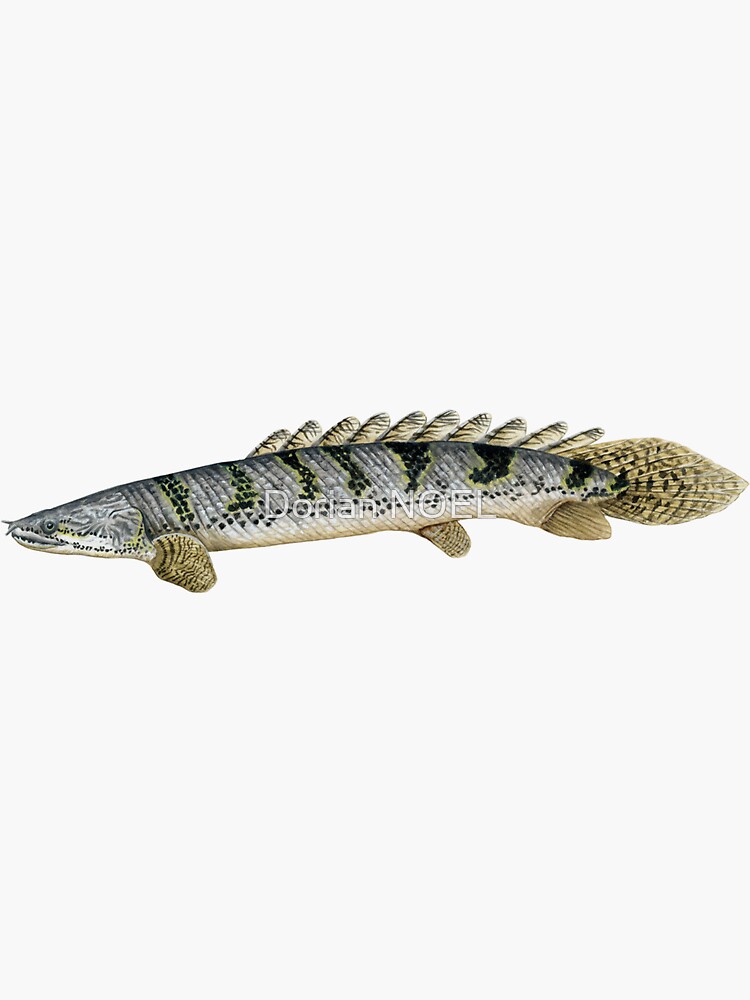 "Armoured Bichir (Polypterus delhezi) " Sticker by Dono23 | Redbubble