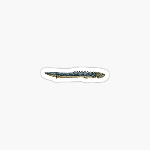 "Zaire Green Bichir (Polypterus retropinnis)" Sticker by Dono23 | Redbubble