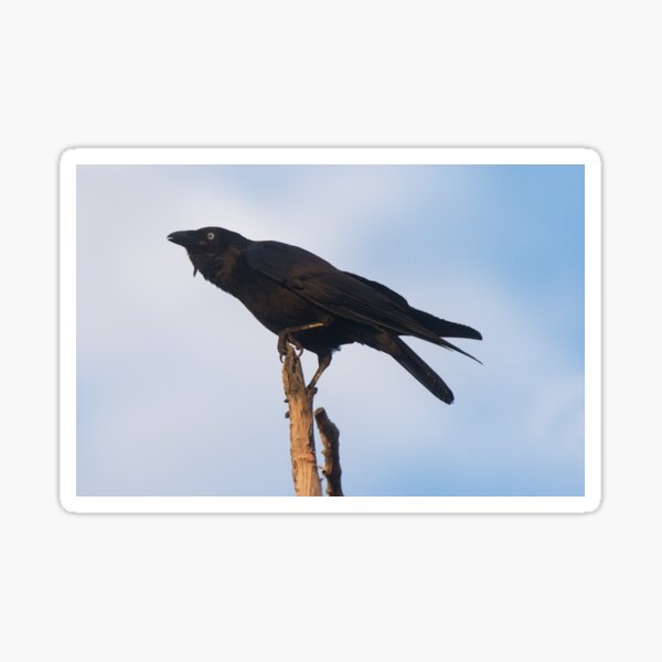 "Crow Craw" Sticker by byronbackyard | Redbubble