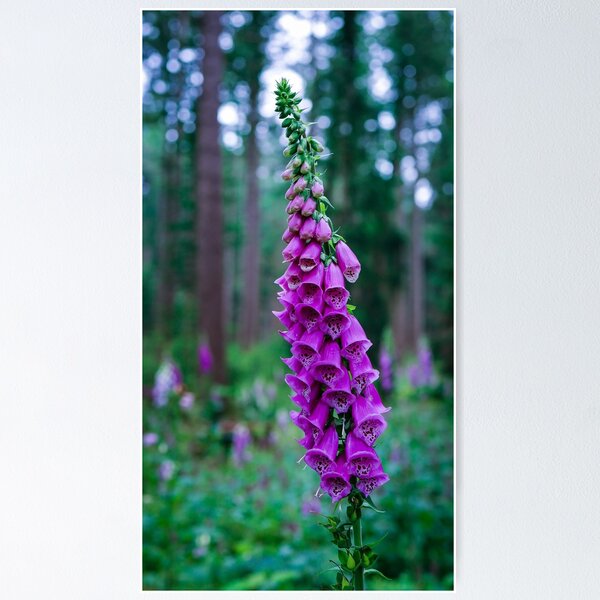 "Foxglove in bloom" Poster for Sale by AnitavanGendt | Redbubble