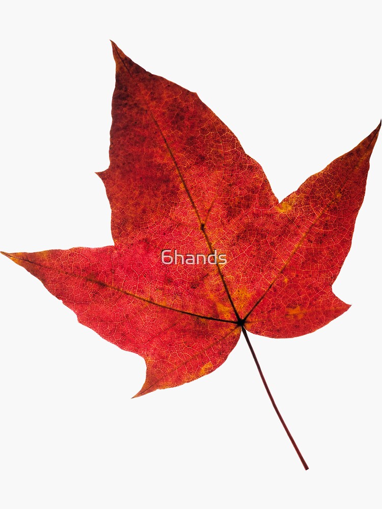 "Red maple leaf" Sticker for Sale by 6hands | Redbubble