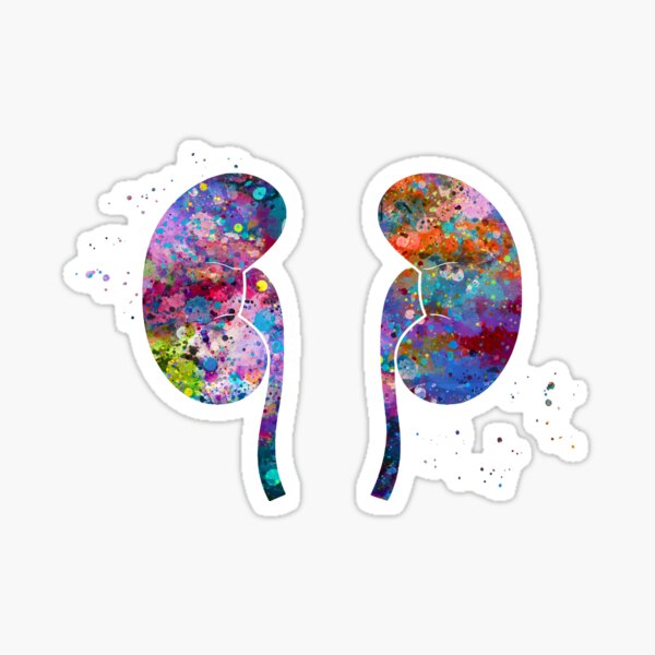 "Kidneys Anatomy" Sticker for Sale by EvasDreams | Redbubble