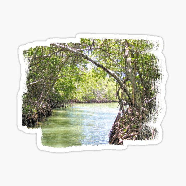 "Mangroves Puerto Rico" Sticker by fineart2017 | Redbubble