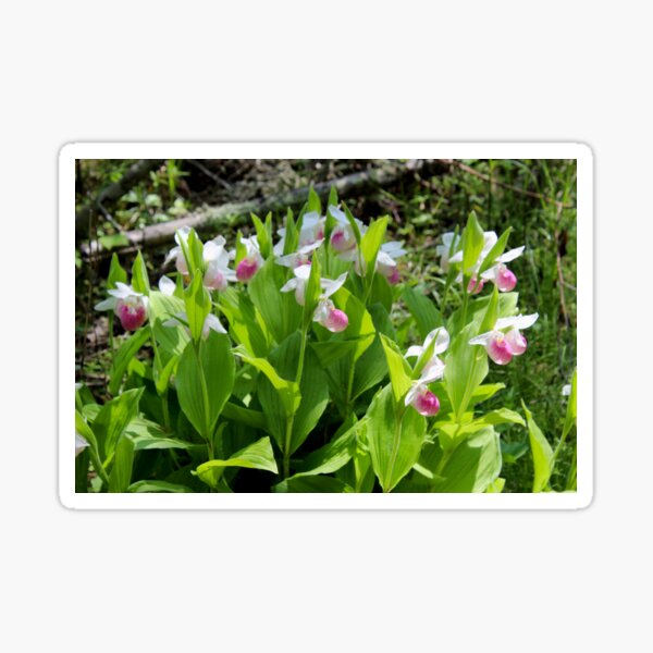 "pink ladyslipper 2" Sticker for Sale by ELMbytheriver | Redbubble