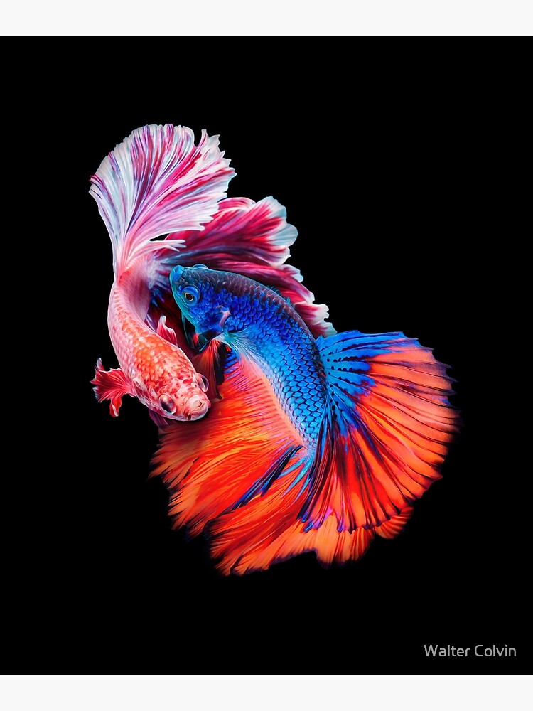 "Zwei siamesische Kampffische" Poster von Skyviper | Redbubble