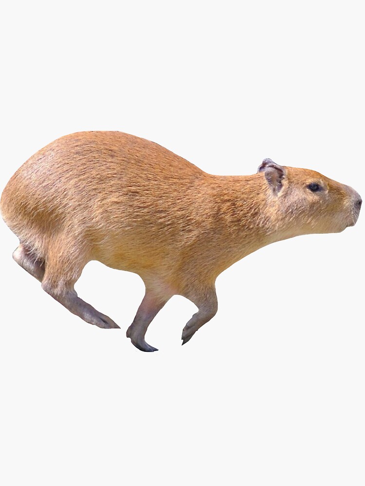 "Capybara Running" Sticker for Sale by CapyBoii | Redbubble