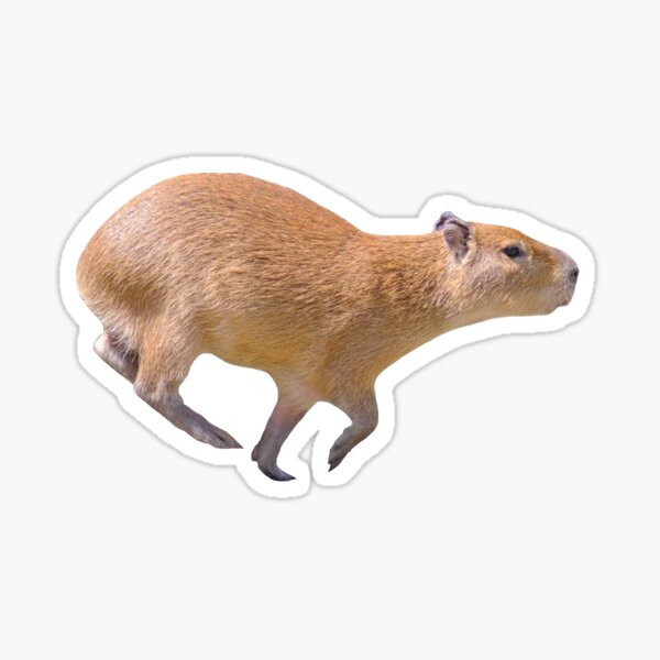 "Capybara Running" Sticker for Sale by CapyBoii | Redbubble