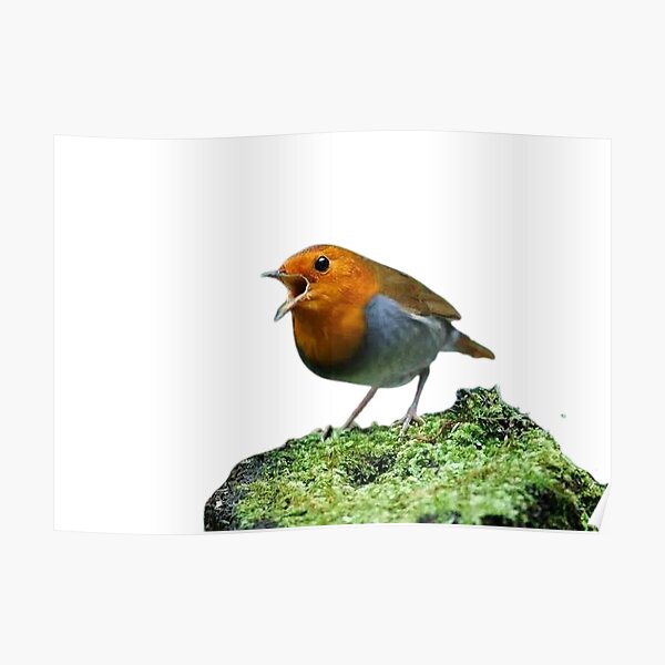 "Japanese song robin (scientific name: Erithacus akahige) is a bird ...