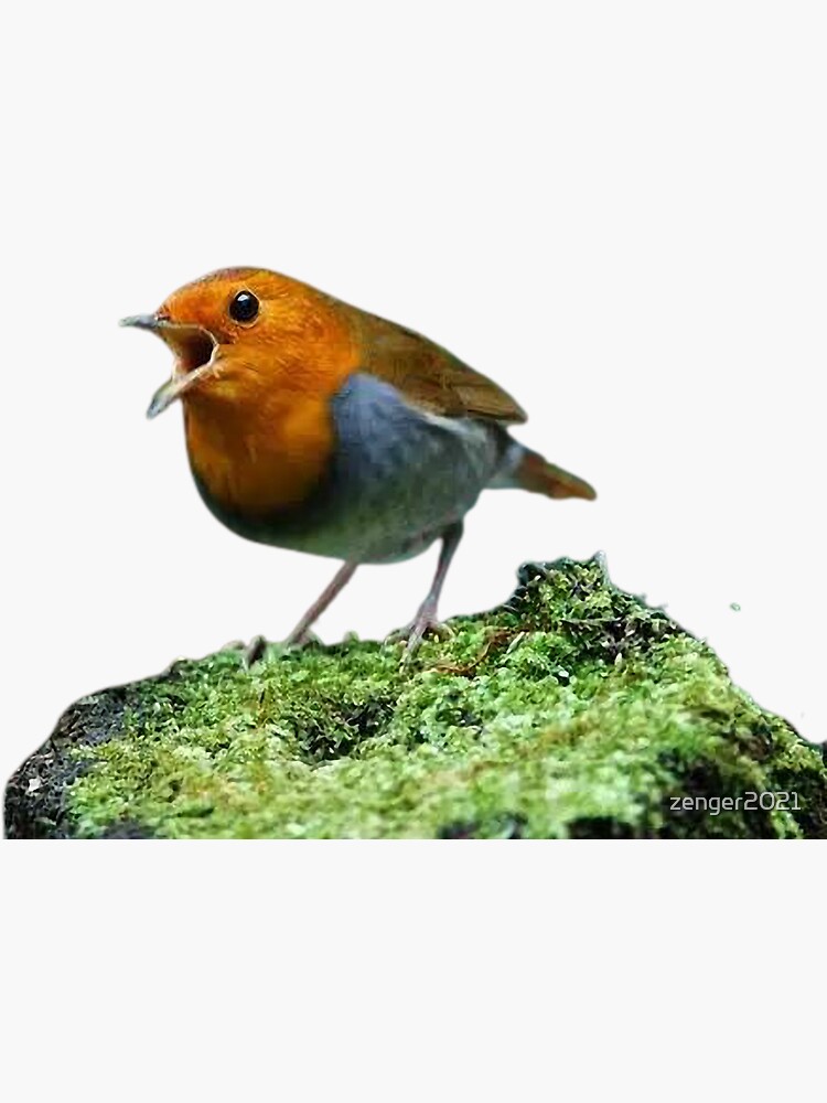 "Japanese song robin (scientific name: Erithacus akahige) is a bird ...