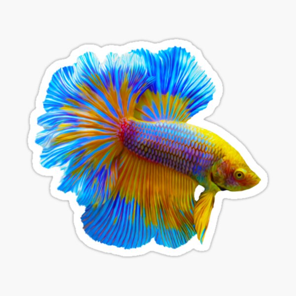 "Siamese Fighting Fish" Sticker for Sale by Skyviper | Redbubble