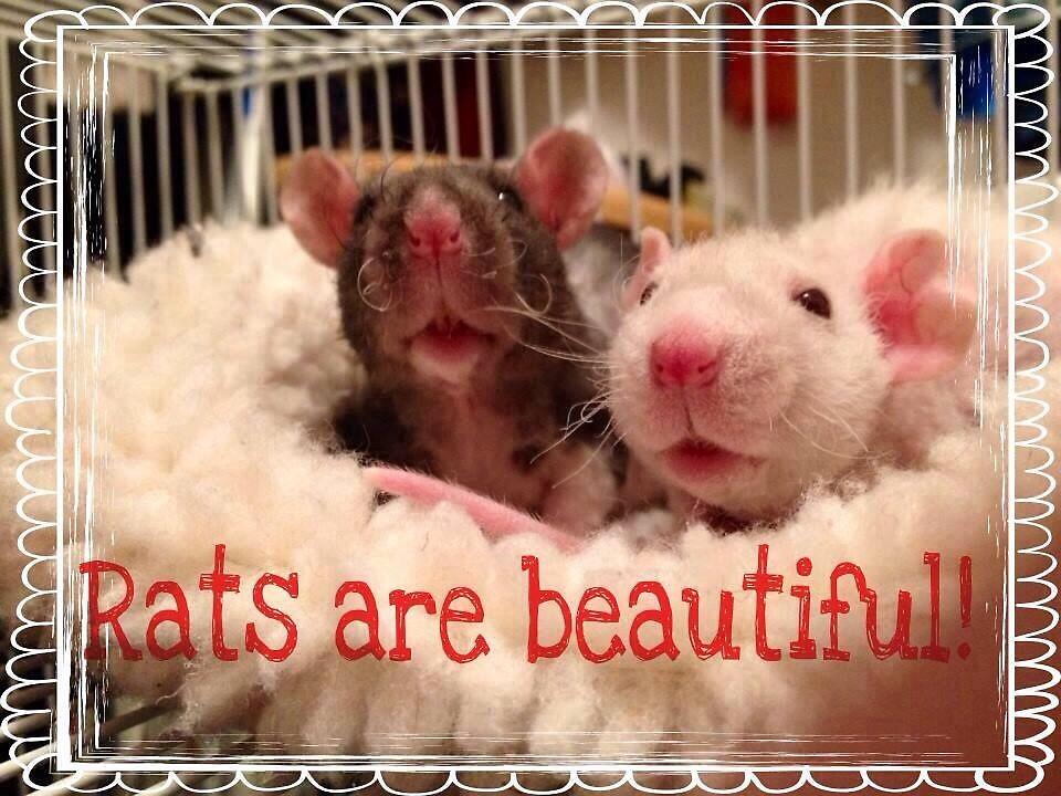 "Rats Are Beautiful" by anitalmccormick | Redbubble