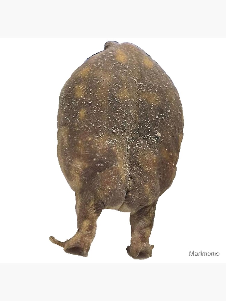 Kunstdruck for Sale mit "Frosch Hintern" von Marimomo | Redbubble