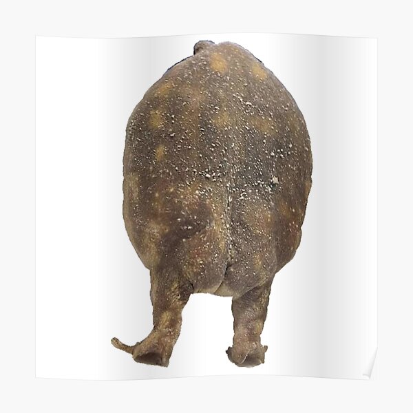 "Frog Butt" Poster for Sale by Marimomo | Redbubble