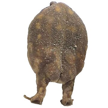 "Frog Butt" Art Board Print for Sale by Marimomo | Redbubble