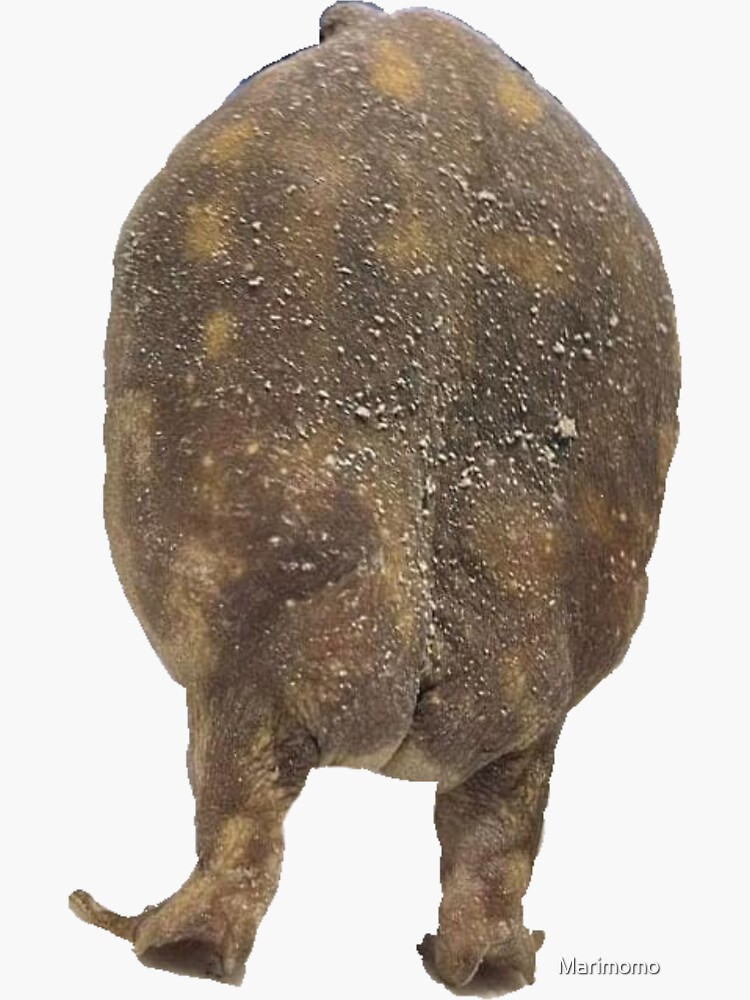 "Frog Butt" Sticker for Sale by Marimomo | Redbubble