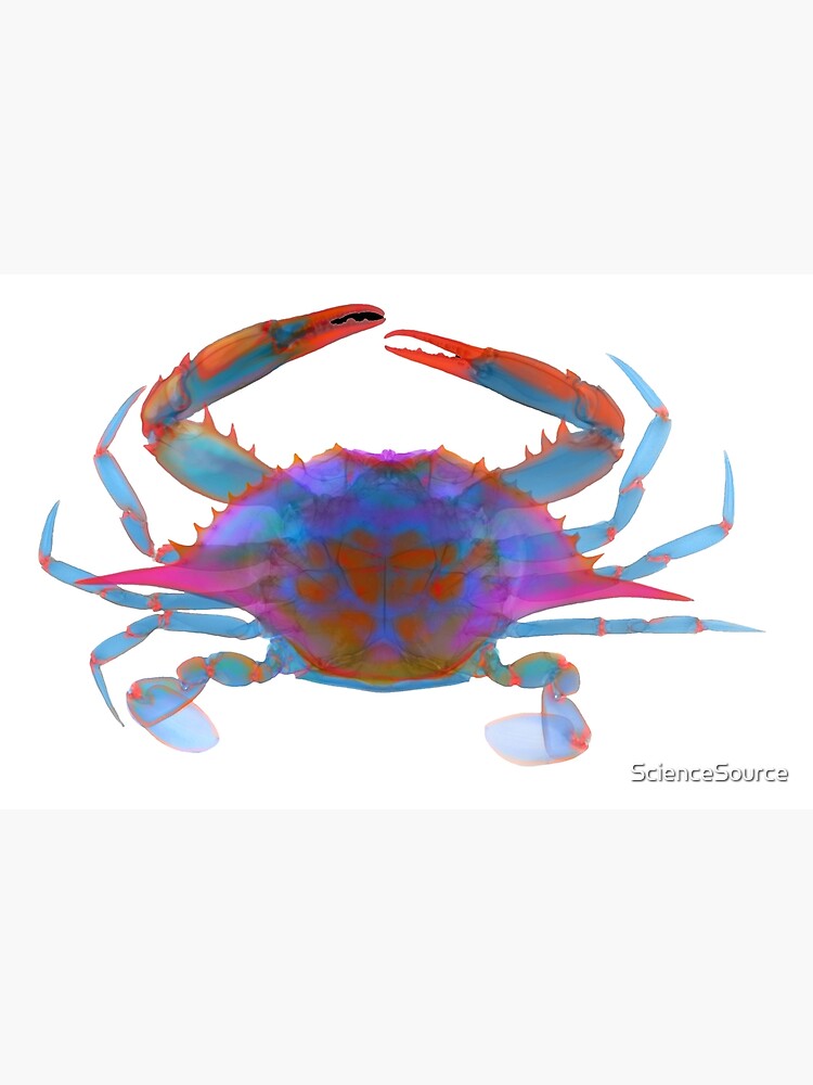 "Bright Colorful x-ray of a Blue Crab Sea Creature" Art Print by ...