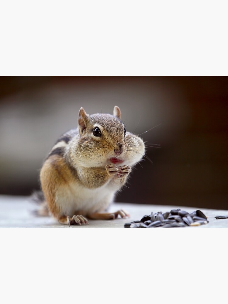 "Chipmunk with Fat Cheeks" Canvas Print for Sale by PeggyCollinsArt ...