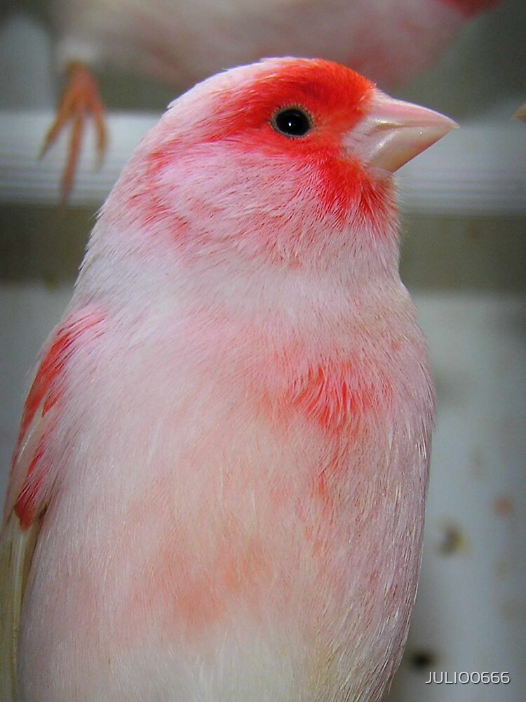 "PINK BIRD" Sticker for Sale by JULIO0666 | Redbubble