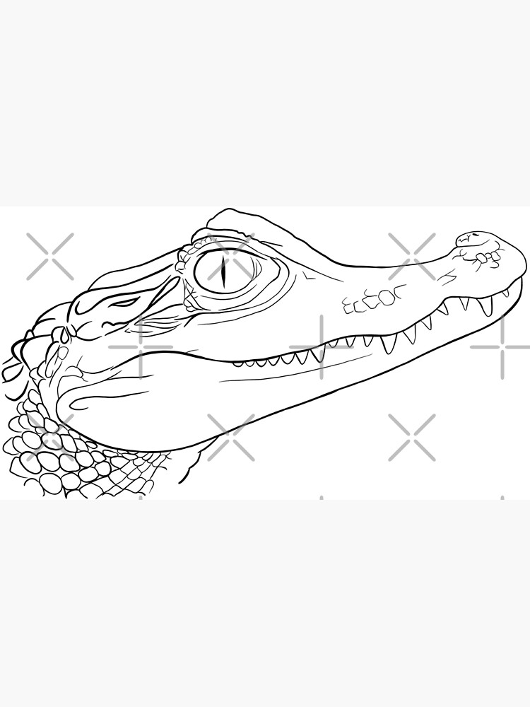 "Alligator line drawing" Poster for Sale by Swoerle | Redbubble
