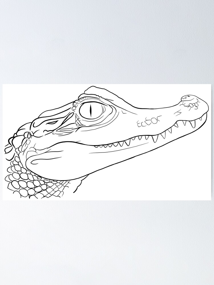 "Alligator line drawing" Poster for Sale by Swoerle | Redbubble