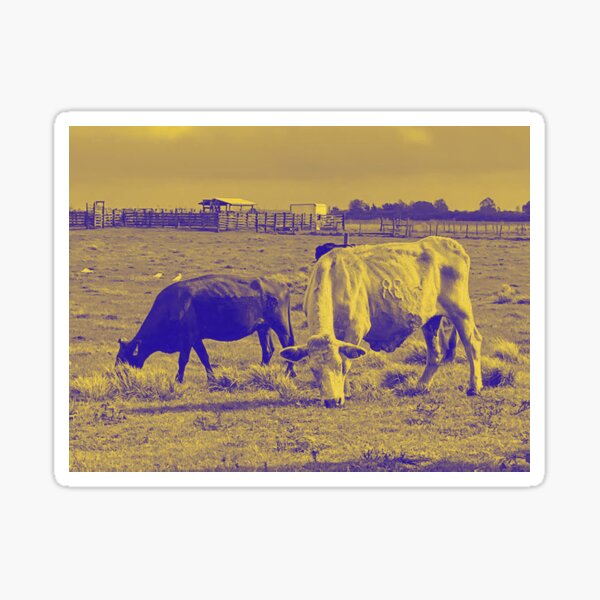 "Pop art purple cows " Sticker for Sale by marleyZdesigns | Redbubble