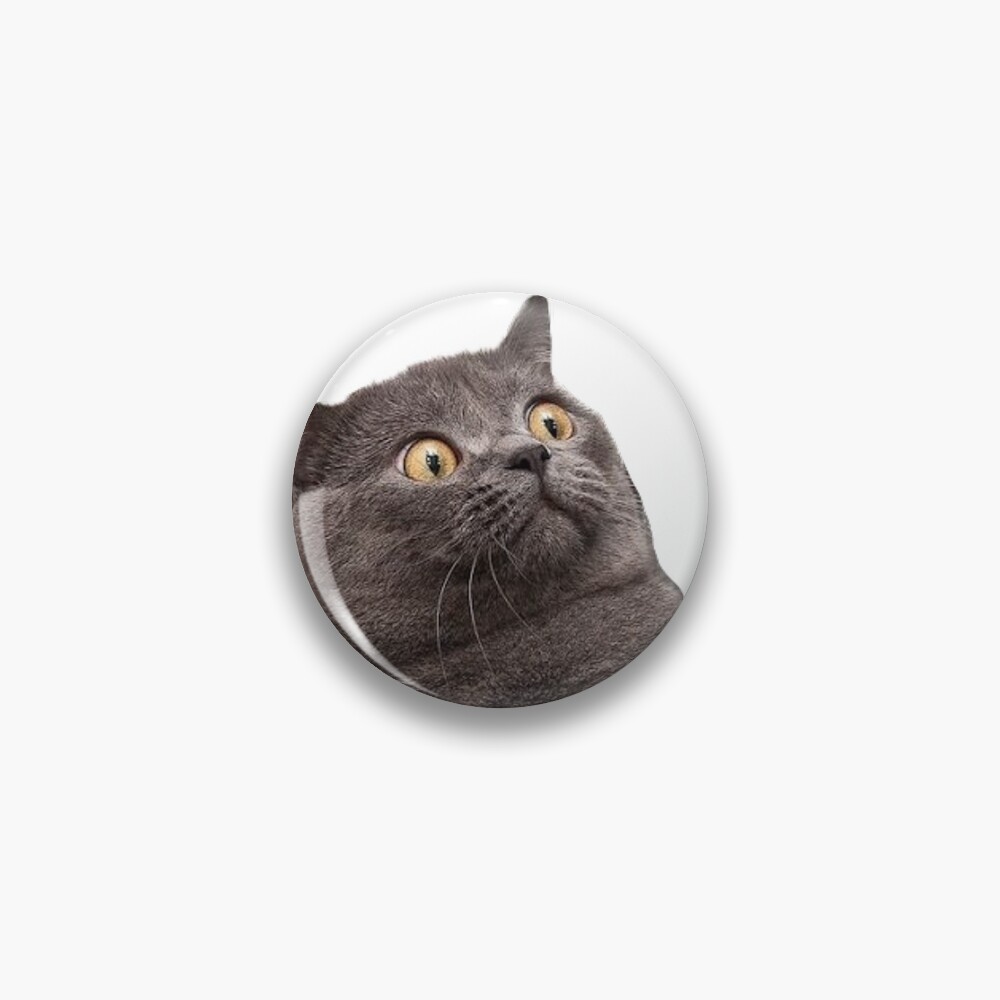 "Shocked Cat" Sticker for Sale by JammingSlowly | Redbubble