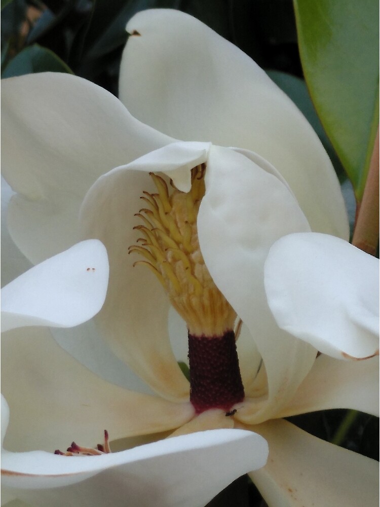 Lámina fotográfica «Despertando belleza la flor blanca del ficus.» de ...